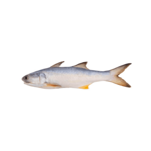 Indian (Salmon) fish (per kg) - Habib Seafood