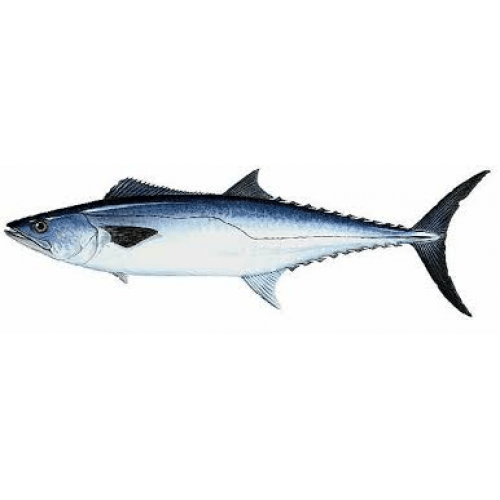 King Fish (Surmai) - Habib Seafood