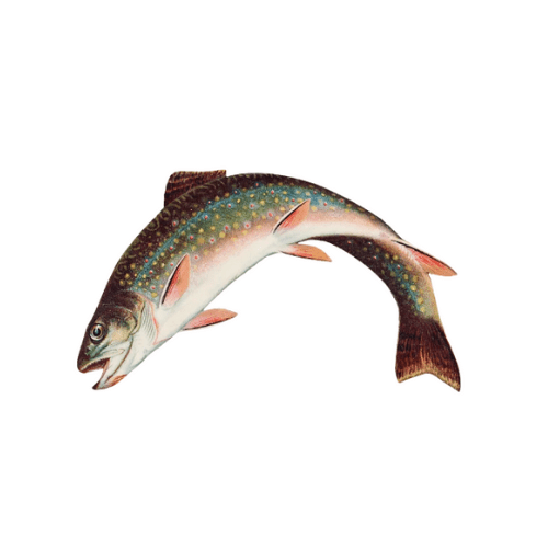 Trout Fish fresh -(per kg) - Habib Seafood