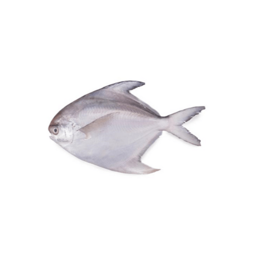 White Pomfret (Safaid Paplet) - Habib Seafood