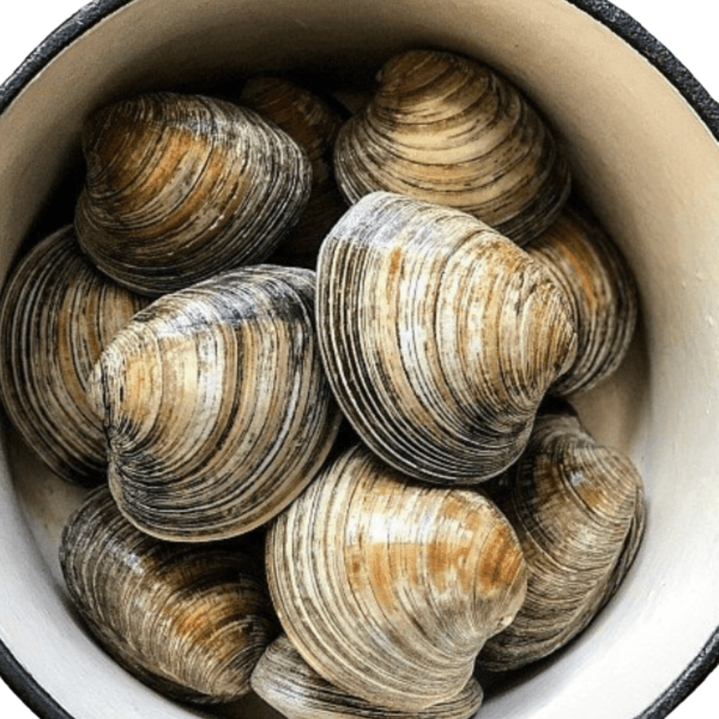 Hard Clams - Habib Seafood